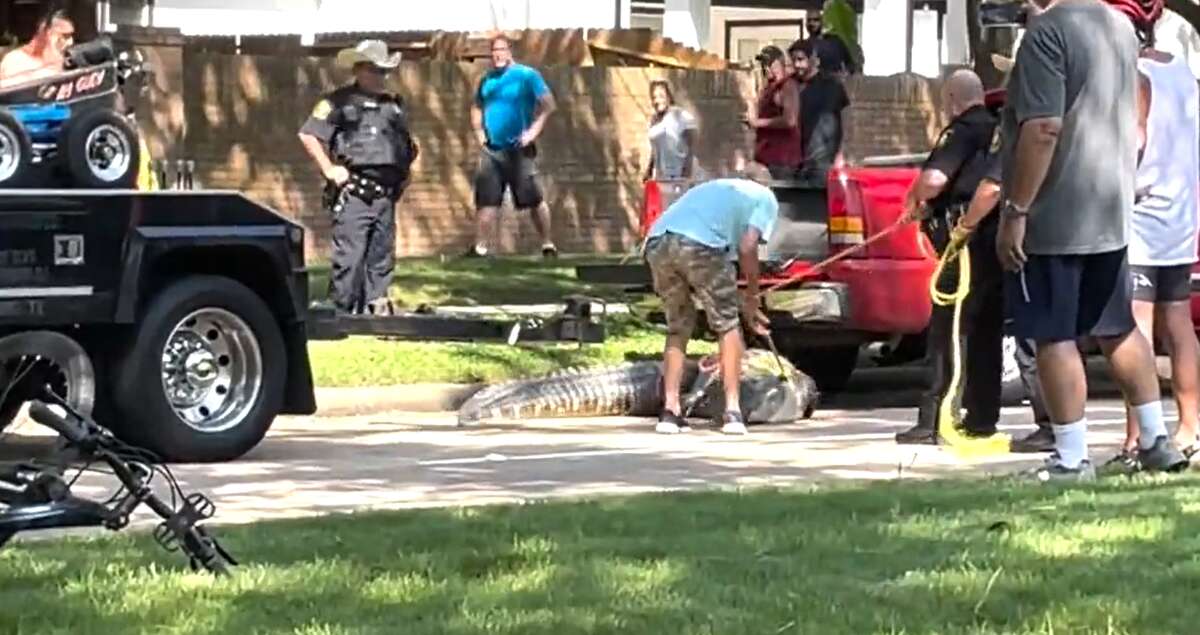Giant alligator caught in Katy on morning stroll; looking for mate