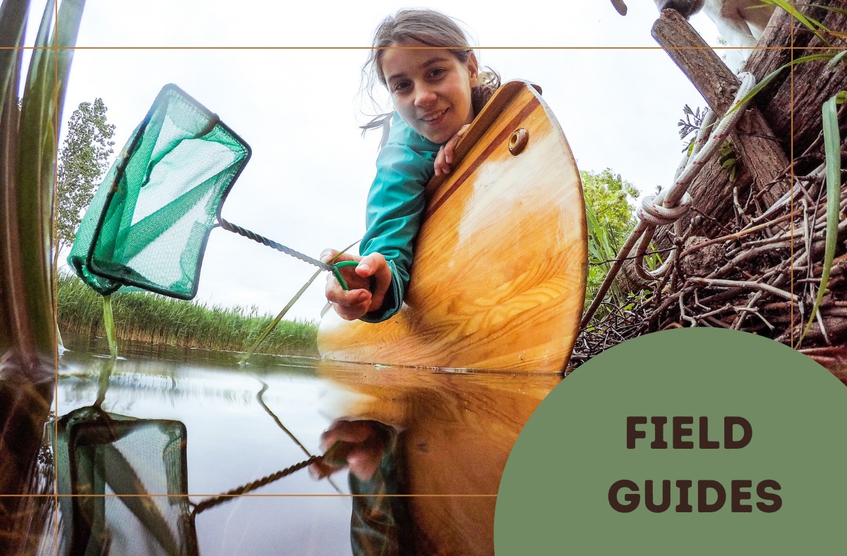 Field Guide Day set at The Nature Institute Thursday