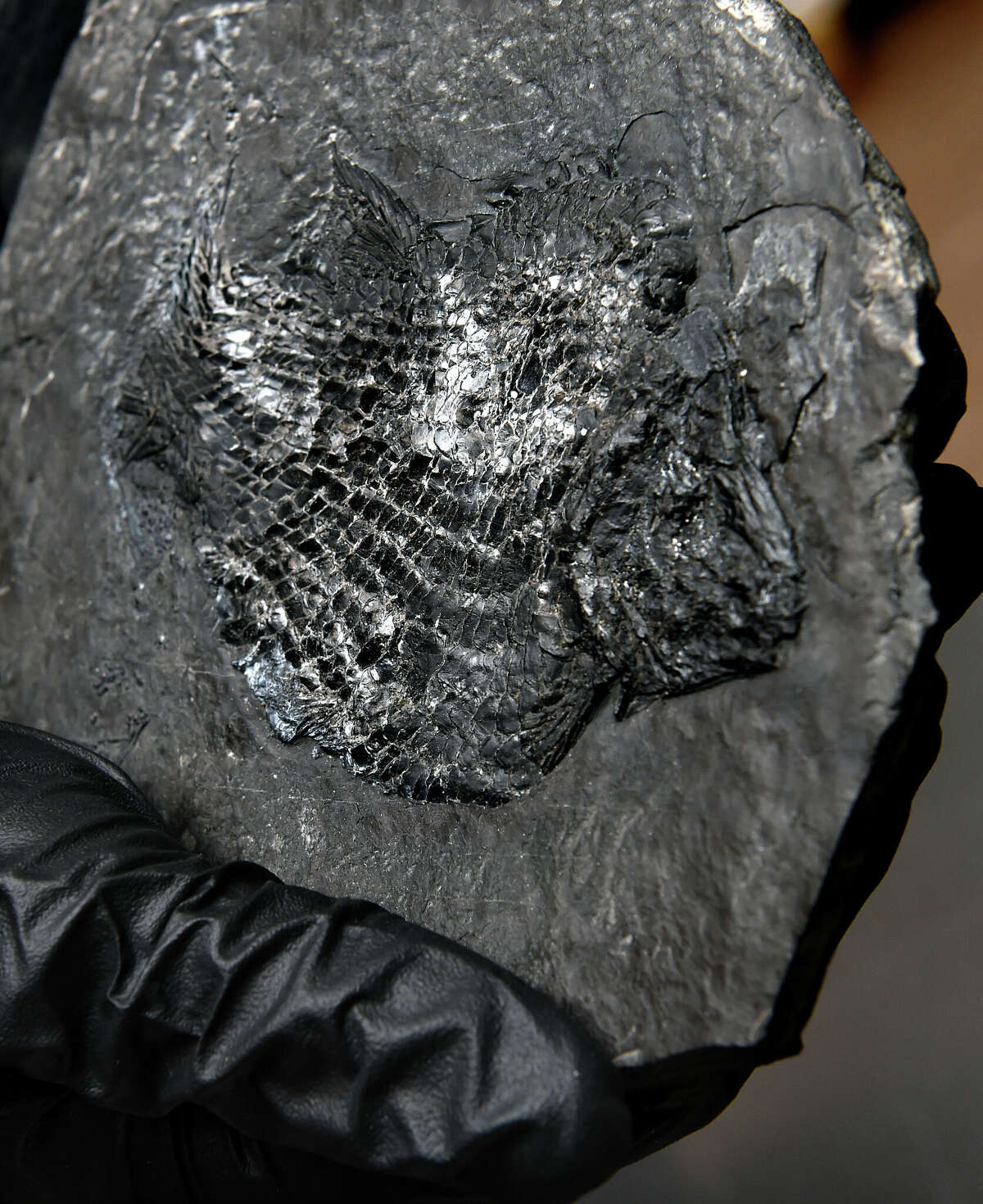 Yale student finds new dinosaur species in Peabody fossils