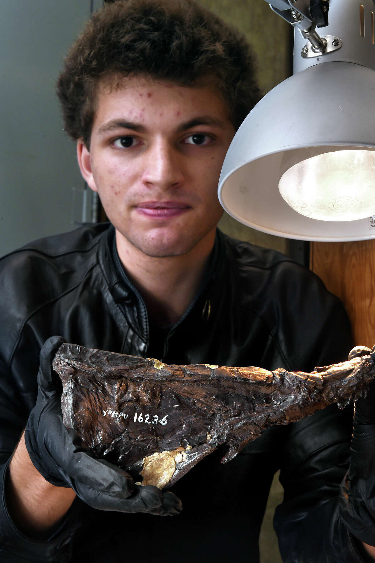 Yale student finds new dinosaur species in Peabody fossils