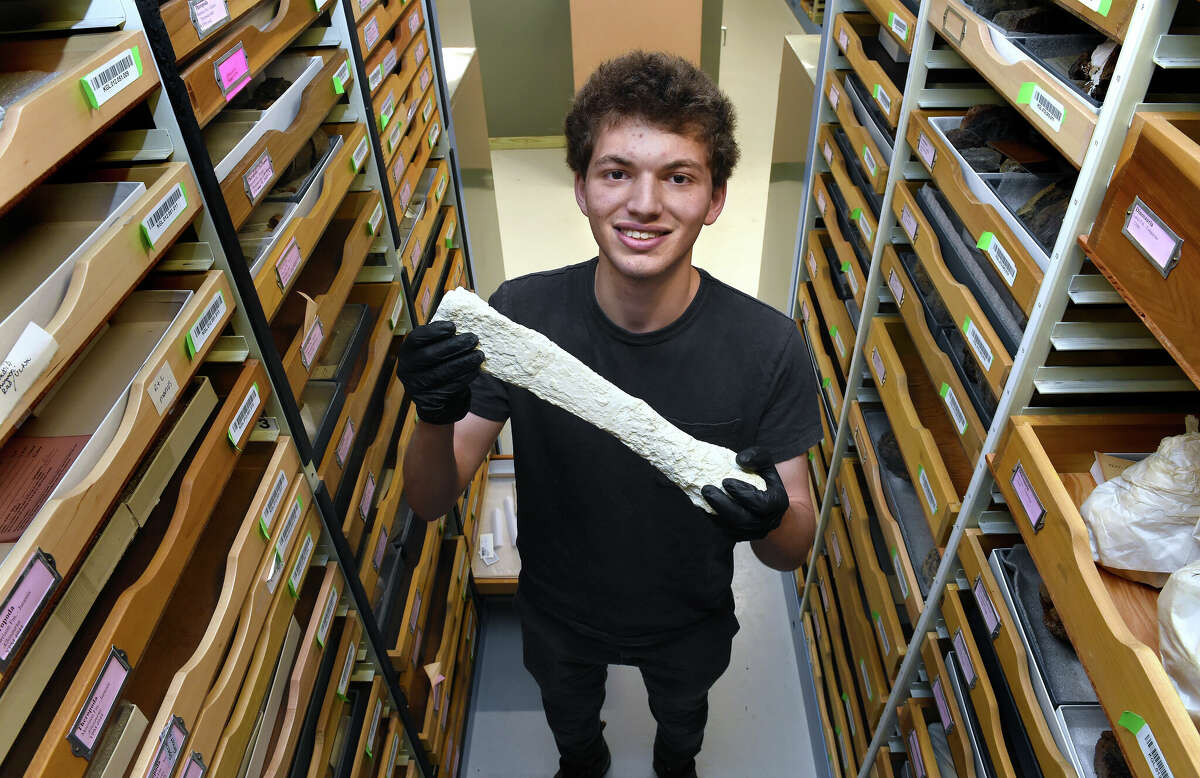 Yale student finds new dinosaur species in Peabody fossils