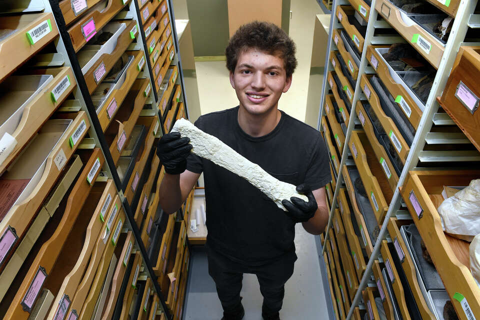 Yale student finds new dinosaur species in Peabody fossils