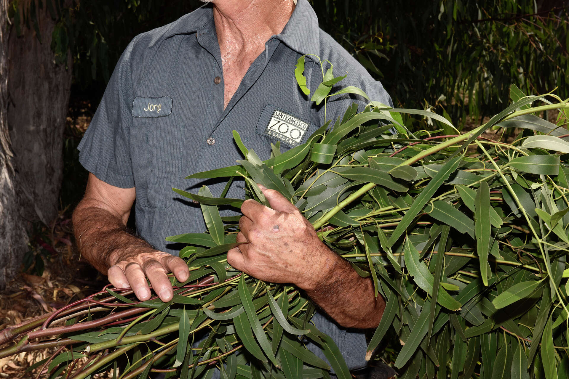 How San Francisco parks feed the koalas at the SF Zoo