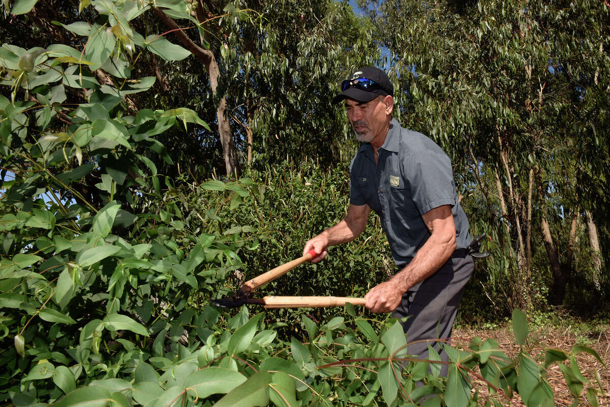 How San Francisco parks feed the koalas at the SF Zoo