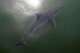 Great white sharks are now spending summers at a popular California ...
