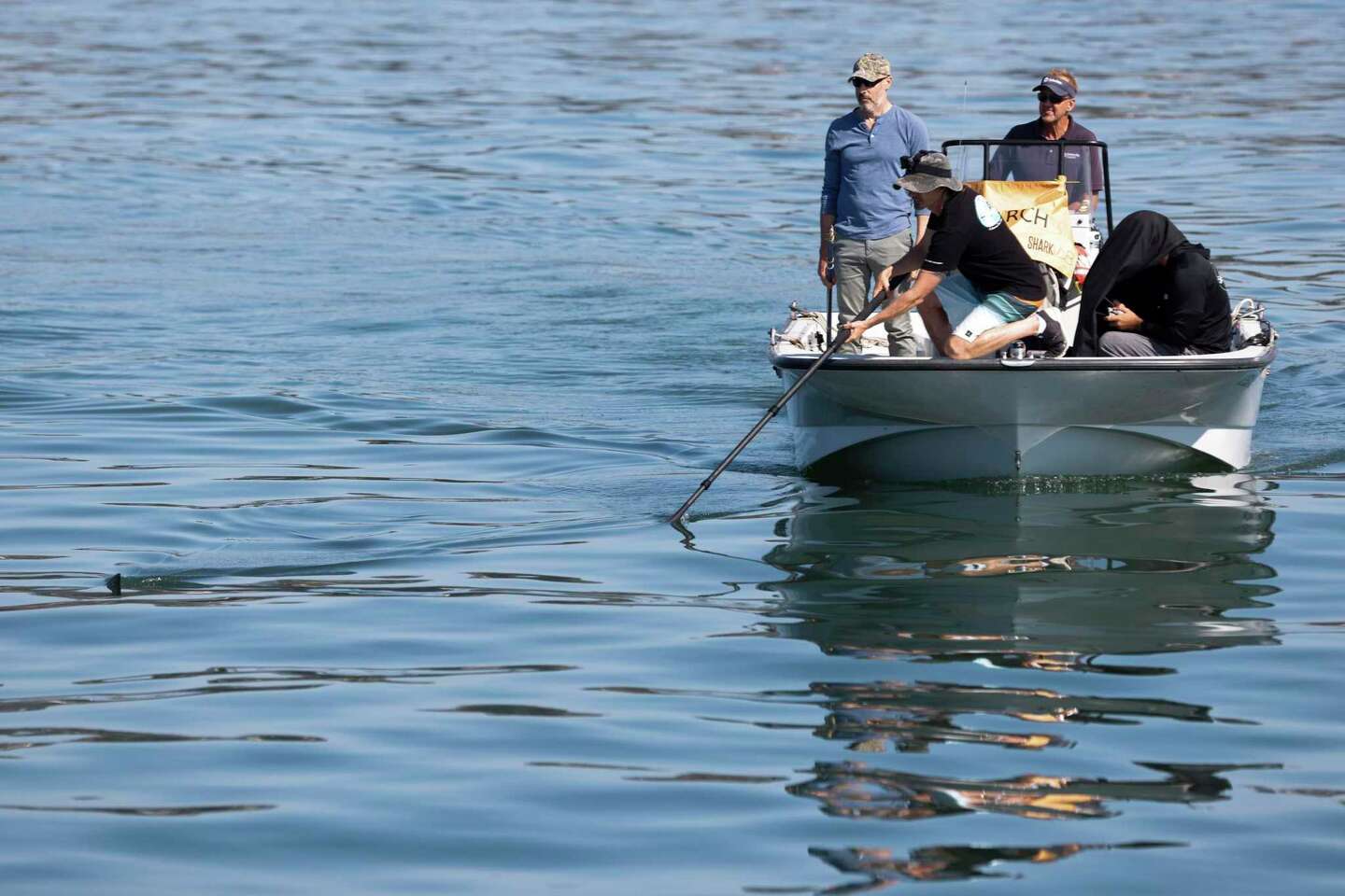 Great white sharks are now spending summers at a popular California ...