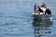 Great white sharks are now spending summers at a popular California ...
