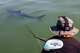 Great white sharks are now spending summers at a popular California ...