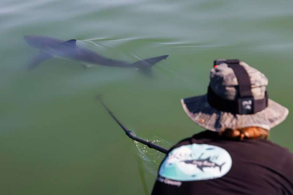 Great white sharks are now spending summers at a popular California ...