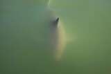 Great white sharks are now spending summers at a popular California ...