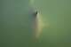 Great white sharks are now spending summers at a popular California ...