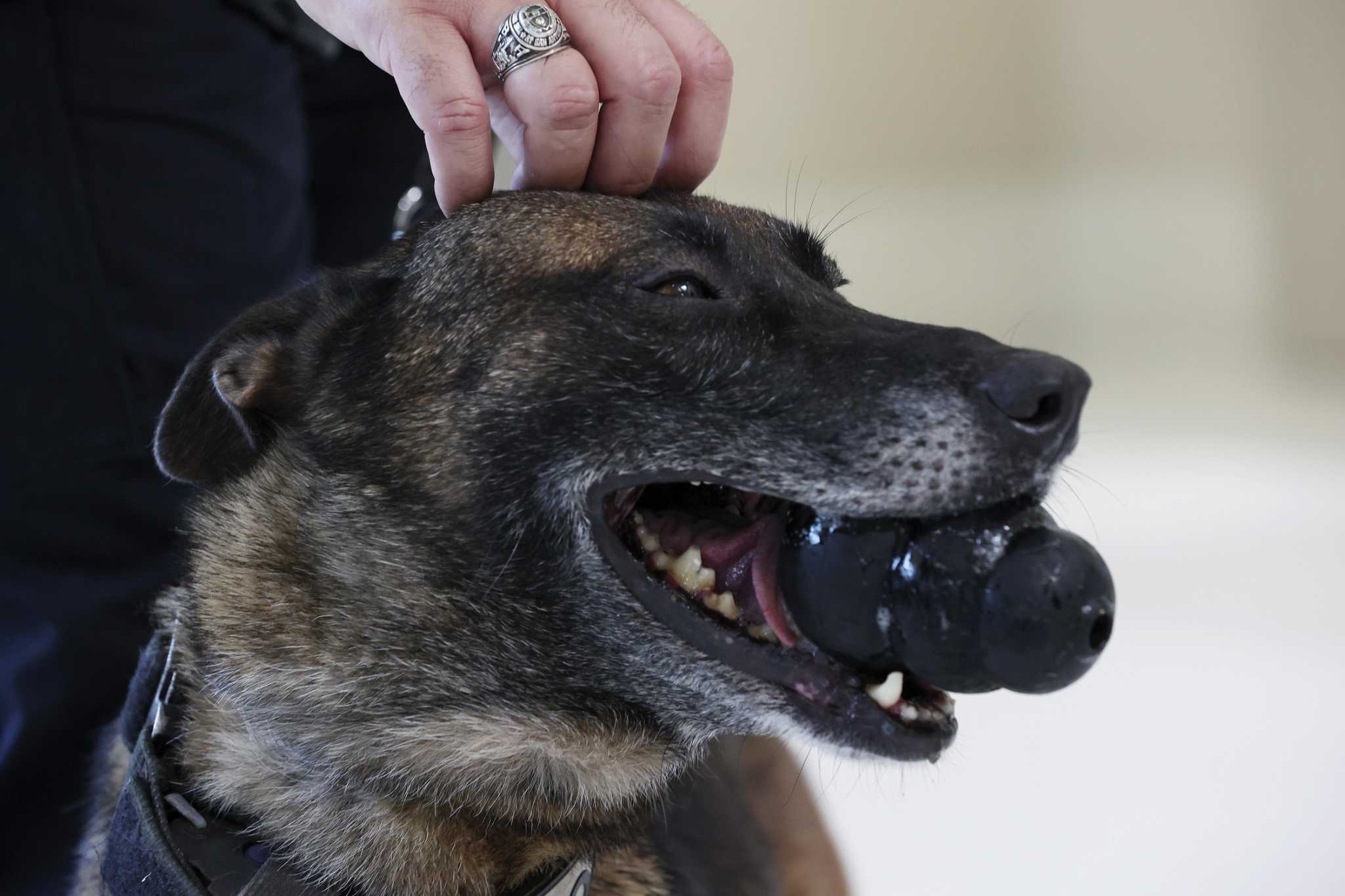 Super Bowl bomb-detecting dogs were trained in San Antonio