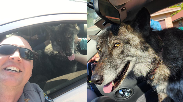 Police officers responded to a wolf sighting near a day care. It was ...