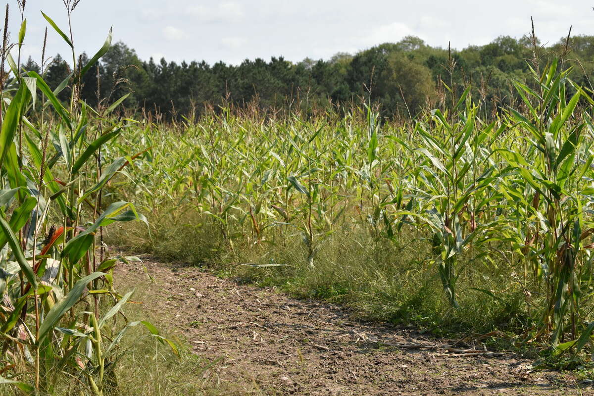 Four Green Fields Farm in Rodney opens Sept. 24-Oct. 30