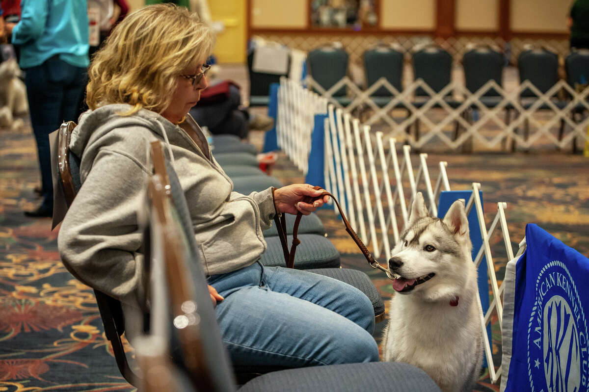 SEEN: Showing off Siberian huskies at the Great Hall