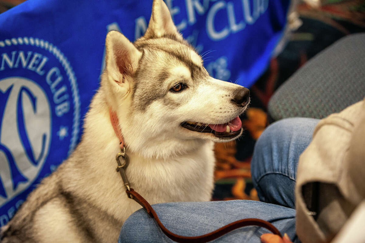 SEEN: Showing off Siberian huskies at the Great Hall