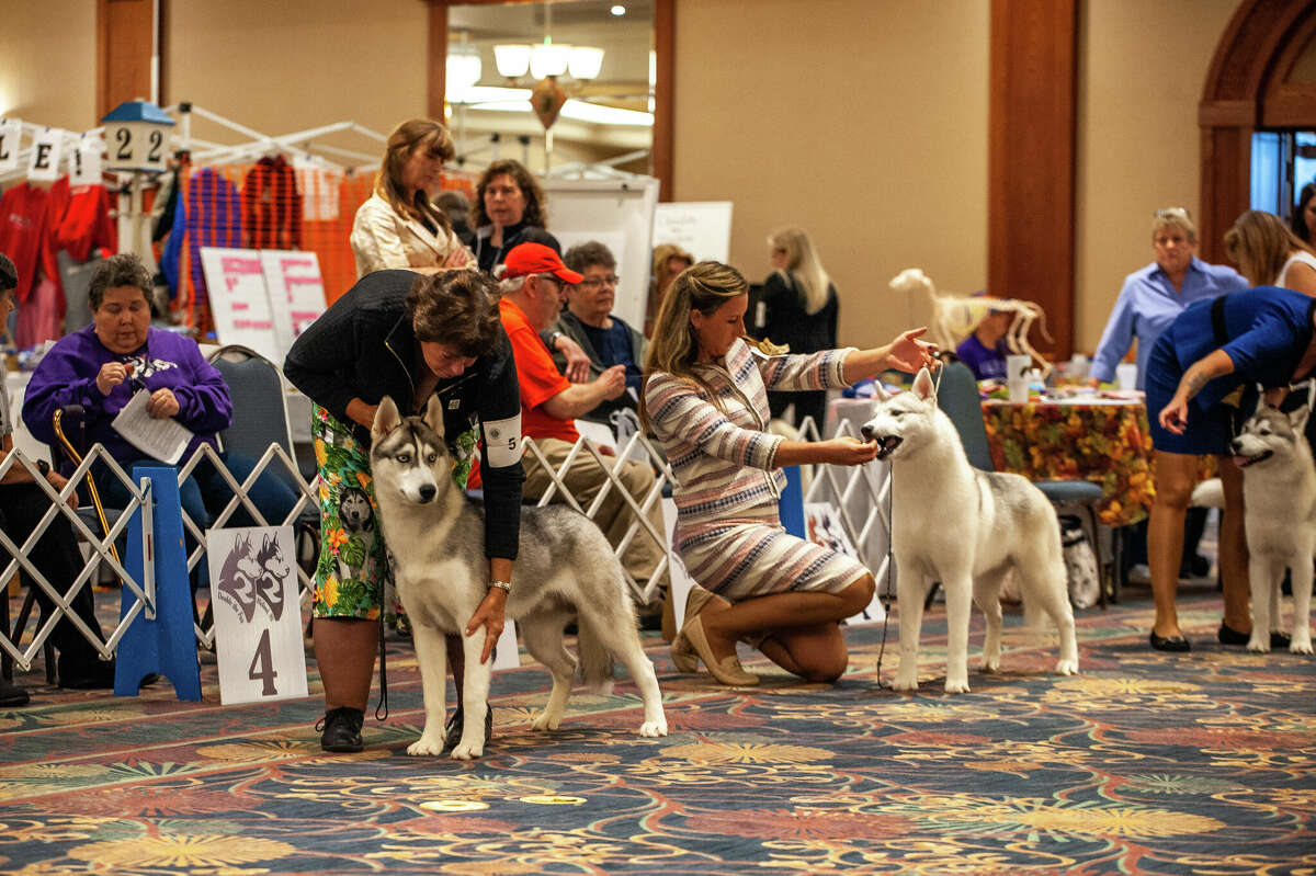 SEEN: Showing off Siberian huskies at the Great Hall
