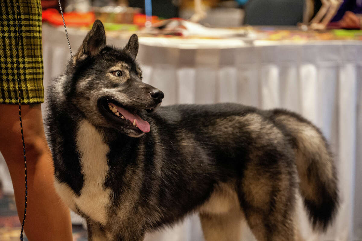 SEEN: Showing off Siberian huskies at the Great Hall