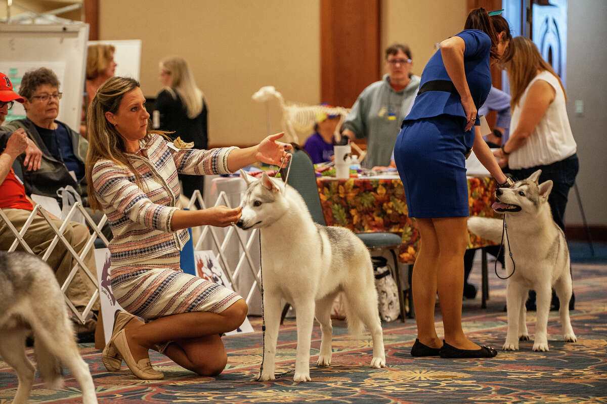 SEEN: Showing off Siberian huskies at the Great Hall