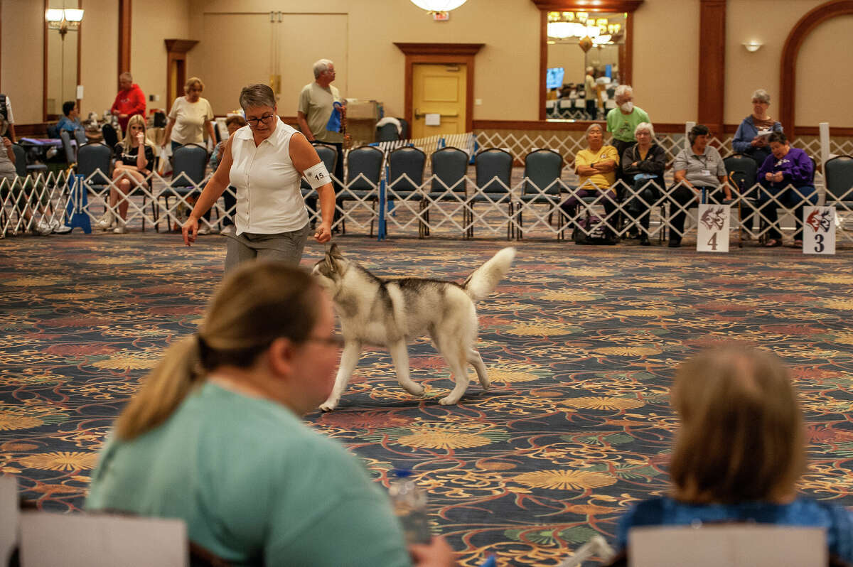 SEEN: Showing off Siberian huskies at the Great Hall