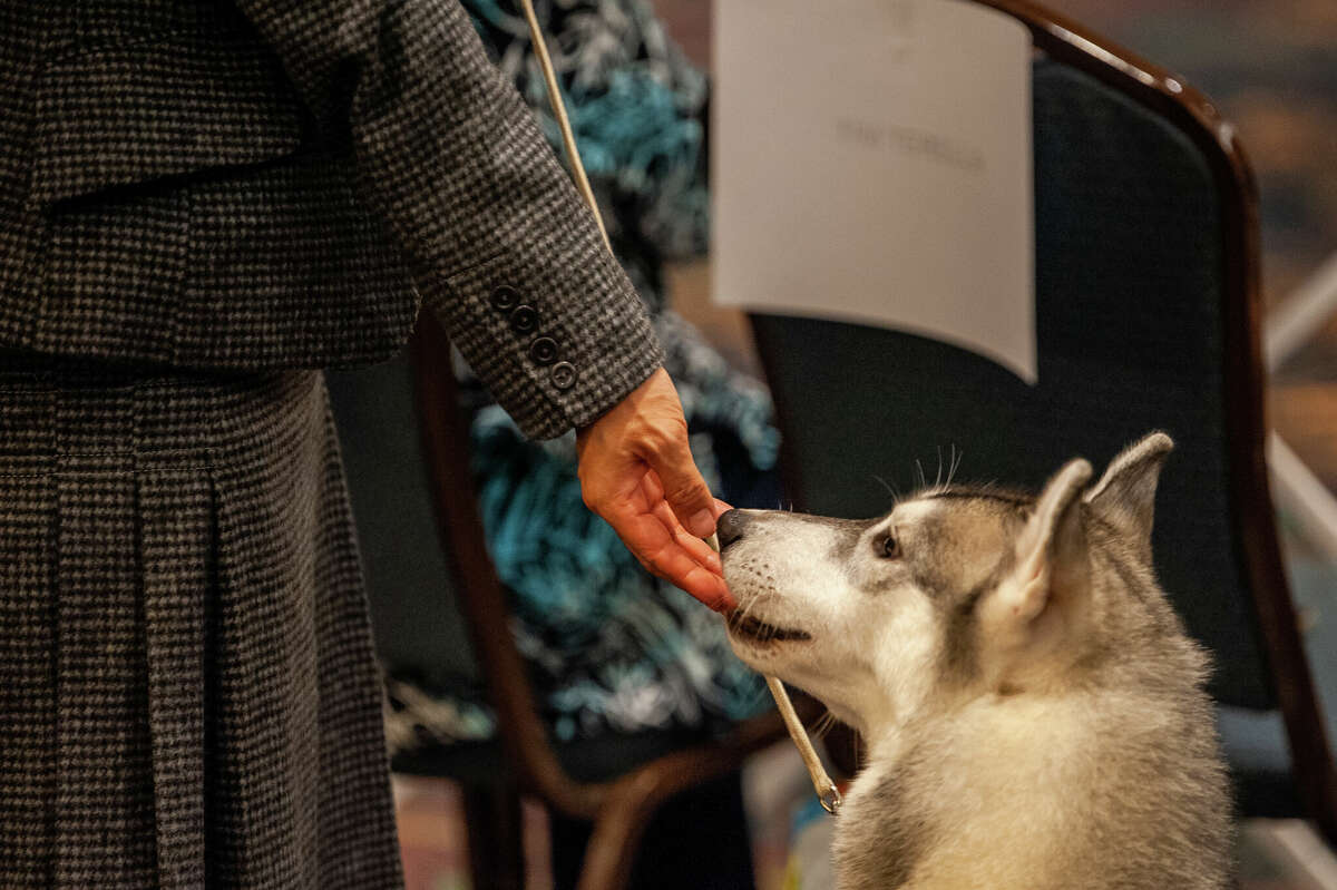 SEEN: Showing off Siberian huskies at the Great Hall