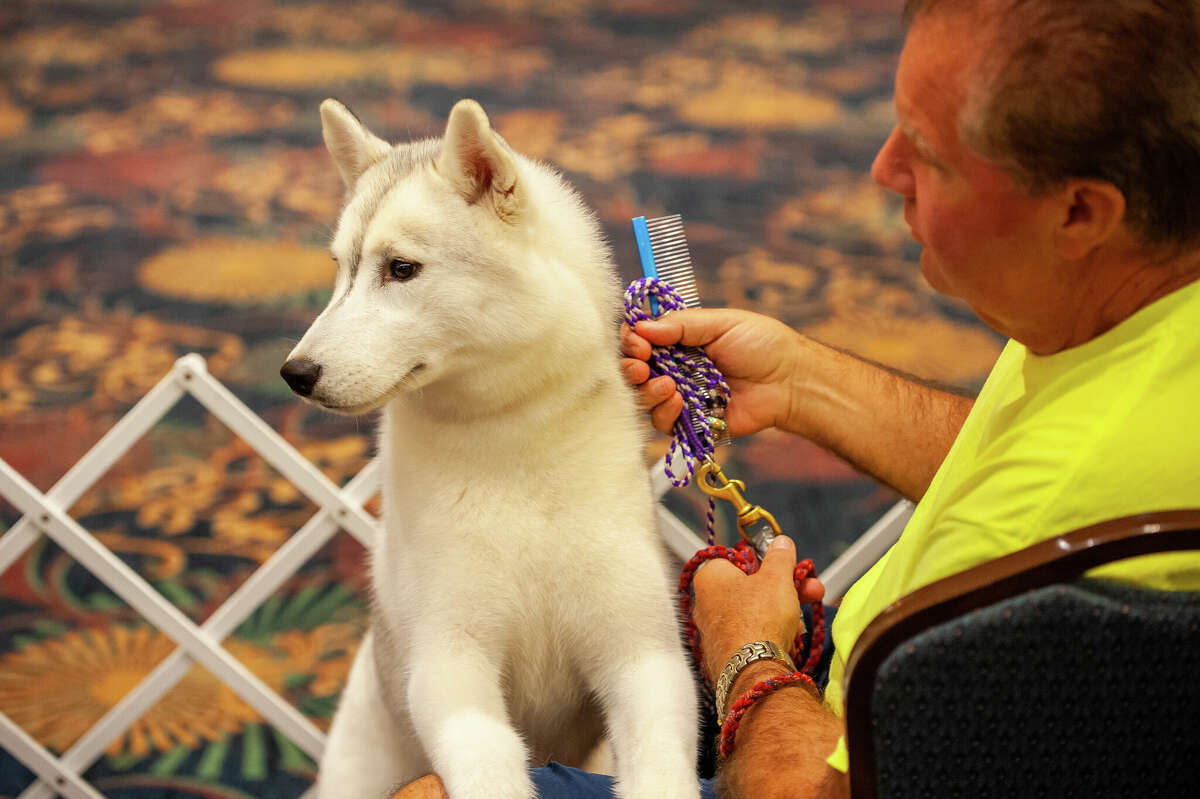 SEEN: Showing off Siberian huskies at the Great Hall