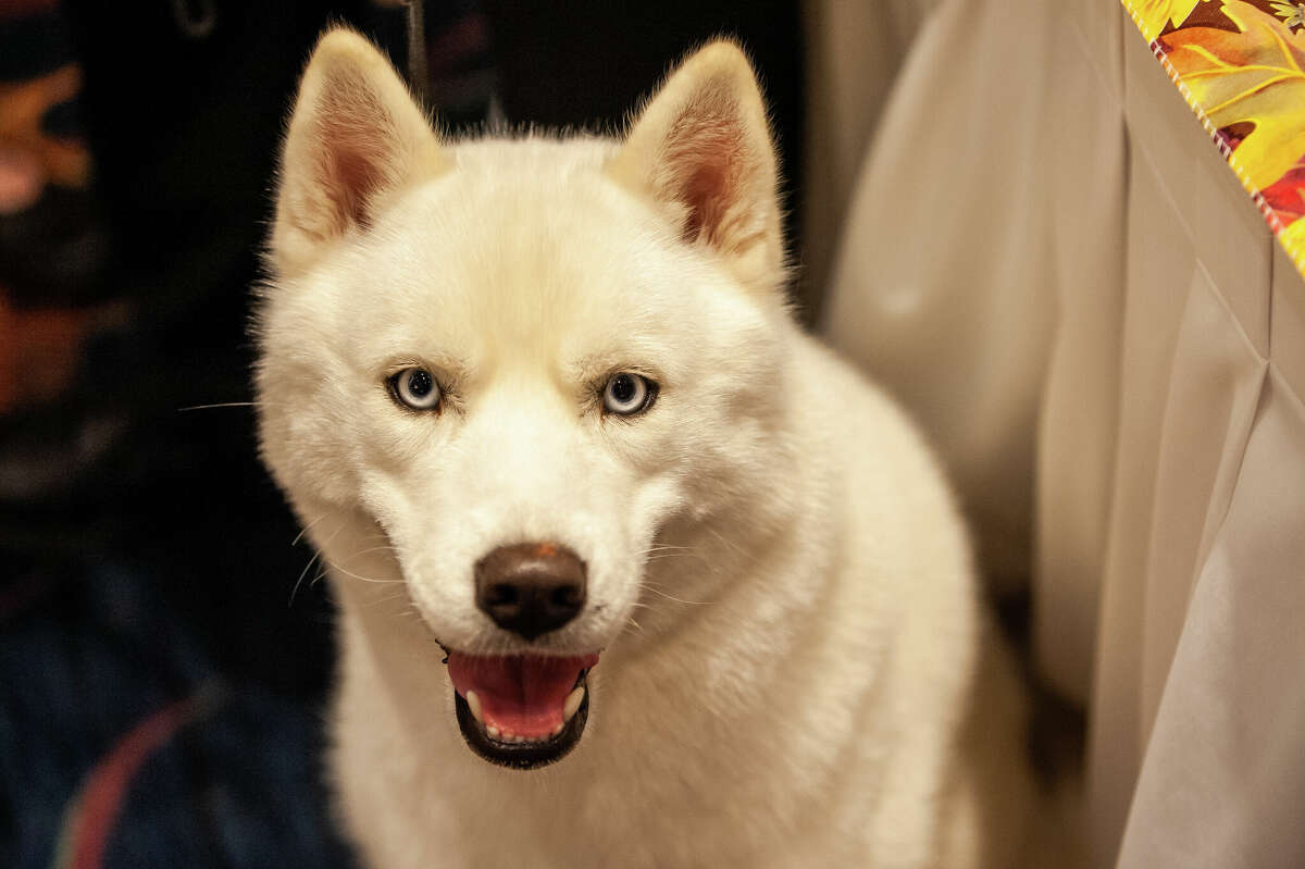 SEEN: Showing off Siberian huskies at the Great Hall