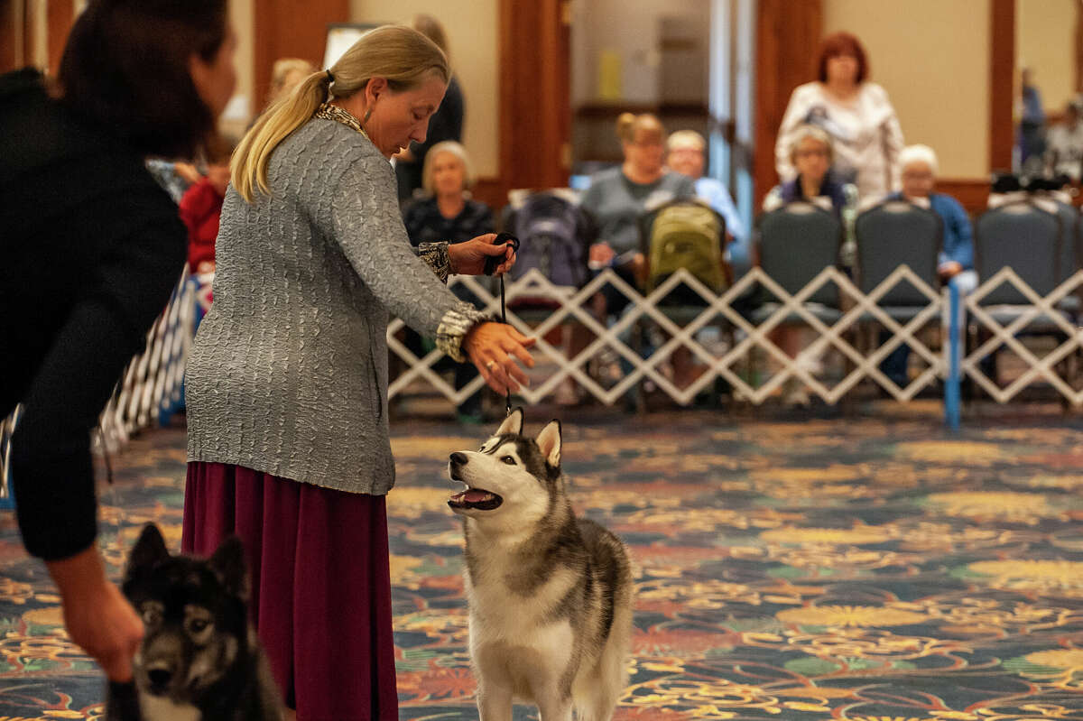 SEEN: Showing off Siberian huskies at the Great Hall