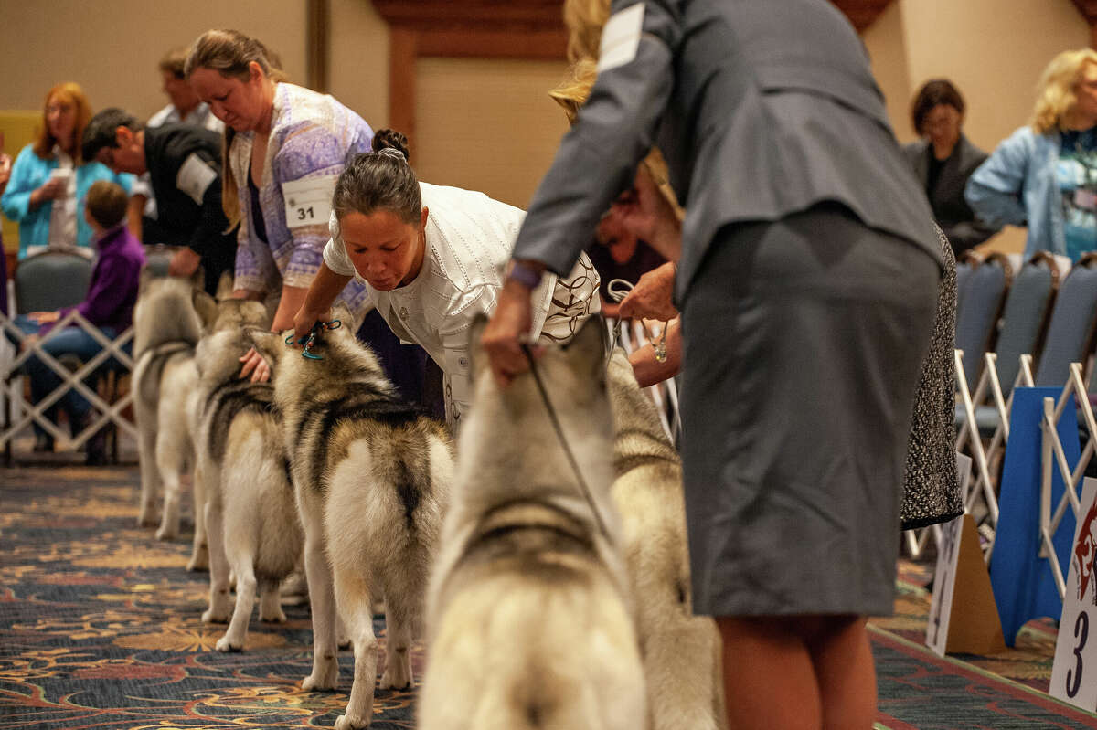 SEEN: Showing off Siberian huskies at the Great Hall
