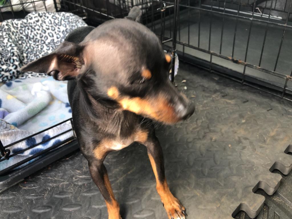 Dog of migrant family bused to NY given away for adoption