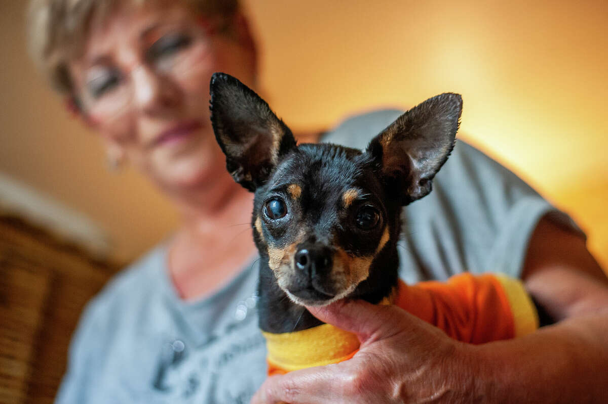 A miracle: Midland resident's six-pound Chihuahua returns after missing ...