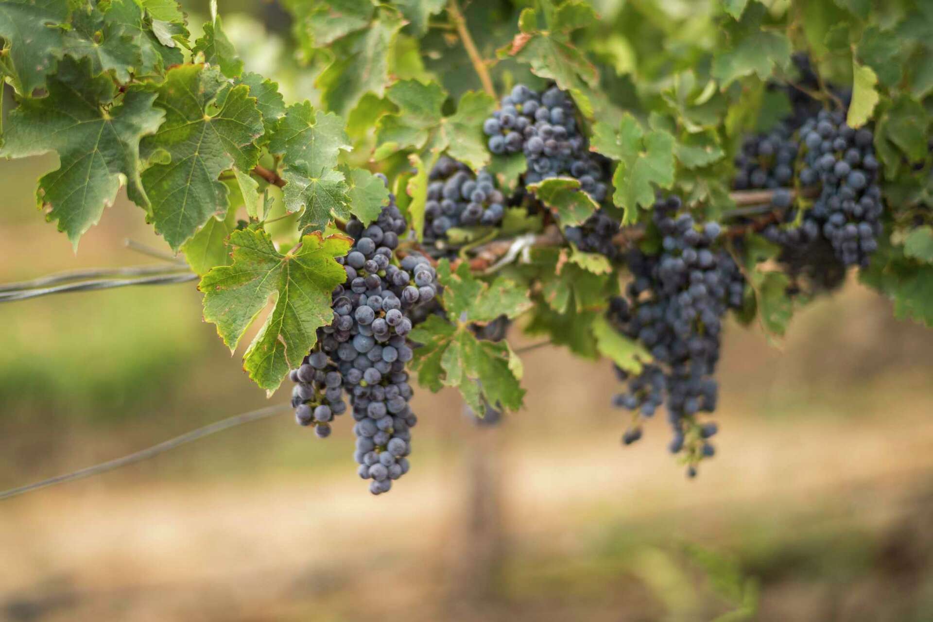Regenerative farming might make better-tasting wine