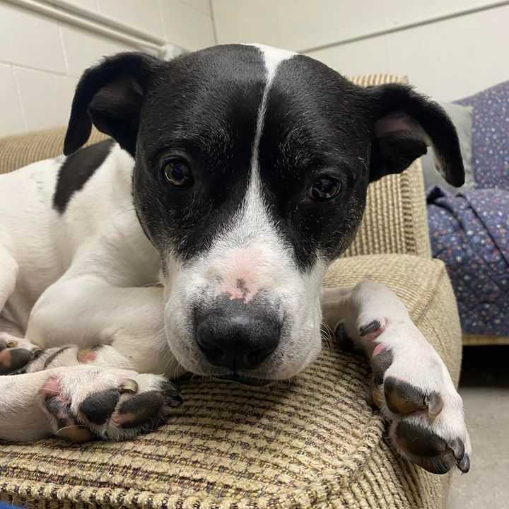 Dog who has been at Ohio shelter for more than 2,500 days looking for ...