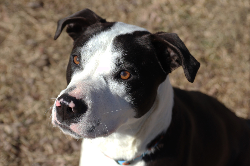 Sebewaing committed to dog park despite missing out on grant