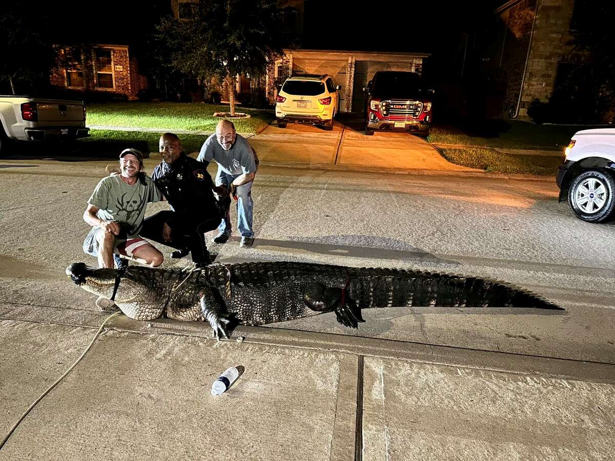 10-foot alligator found wandering streets in Atascocita