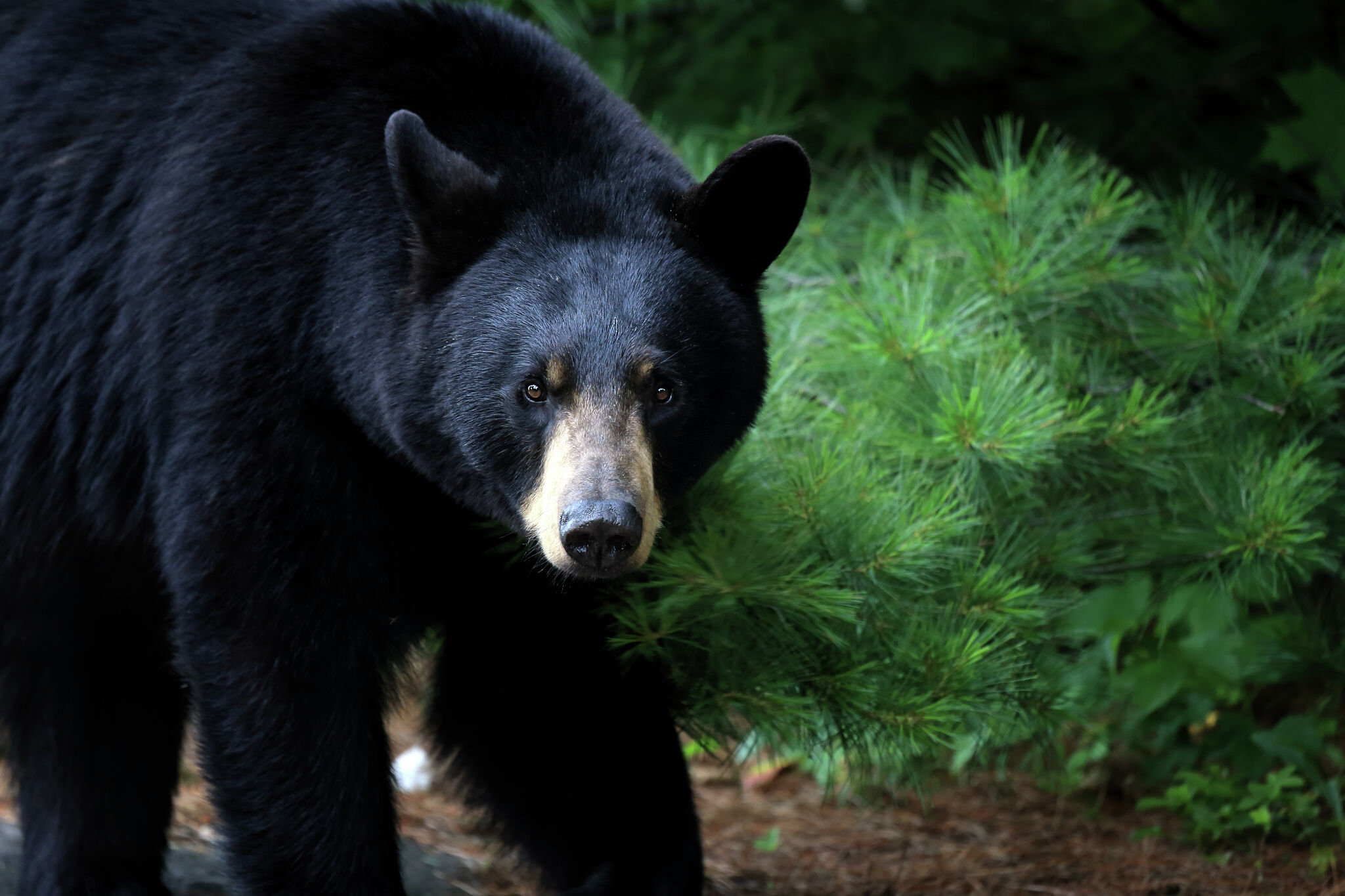 CT bears begin to emerge from hibernation in March. What to know.