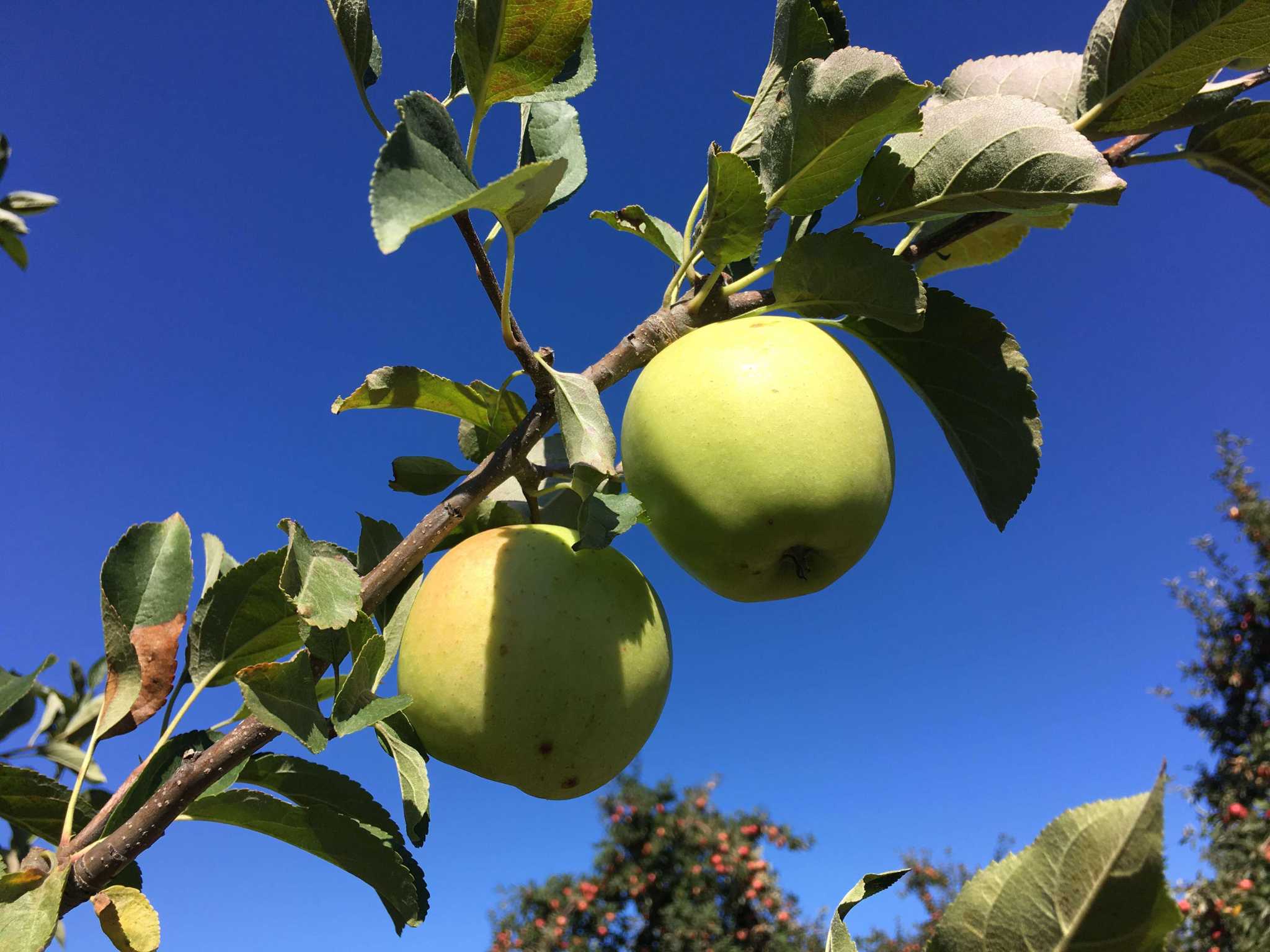 Editorial: How do you like them (CT) apples?