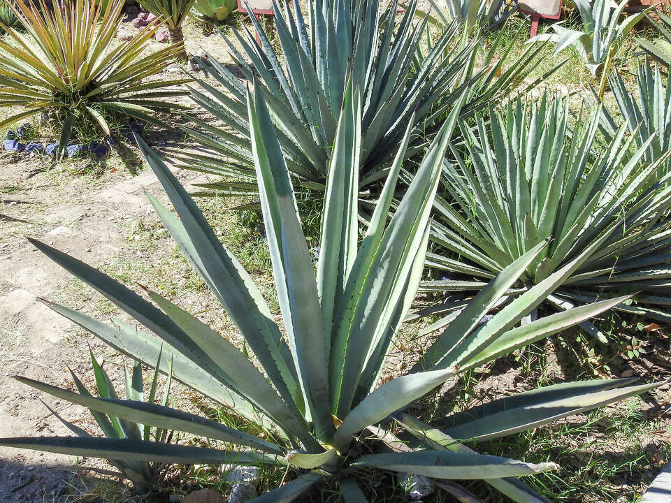 What is sotol and why is it all the rage now?