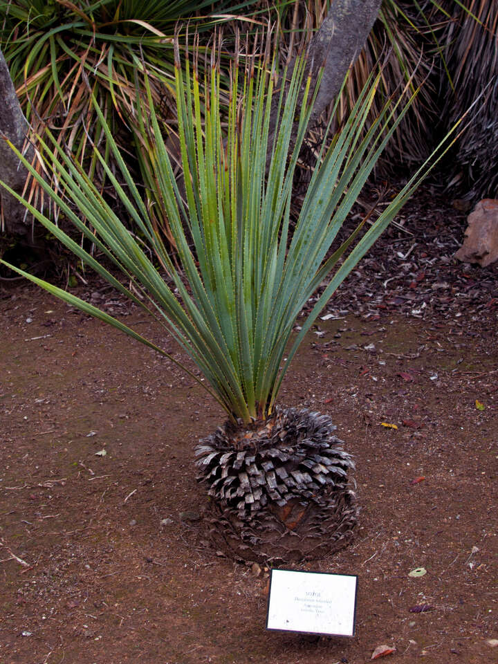 What is sotol and why is it all the rage now?