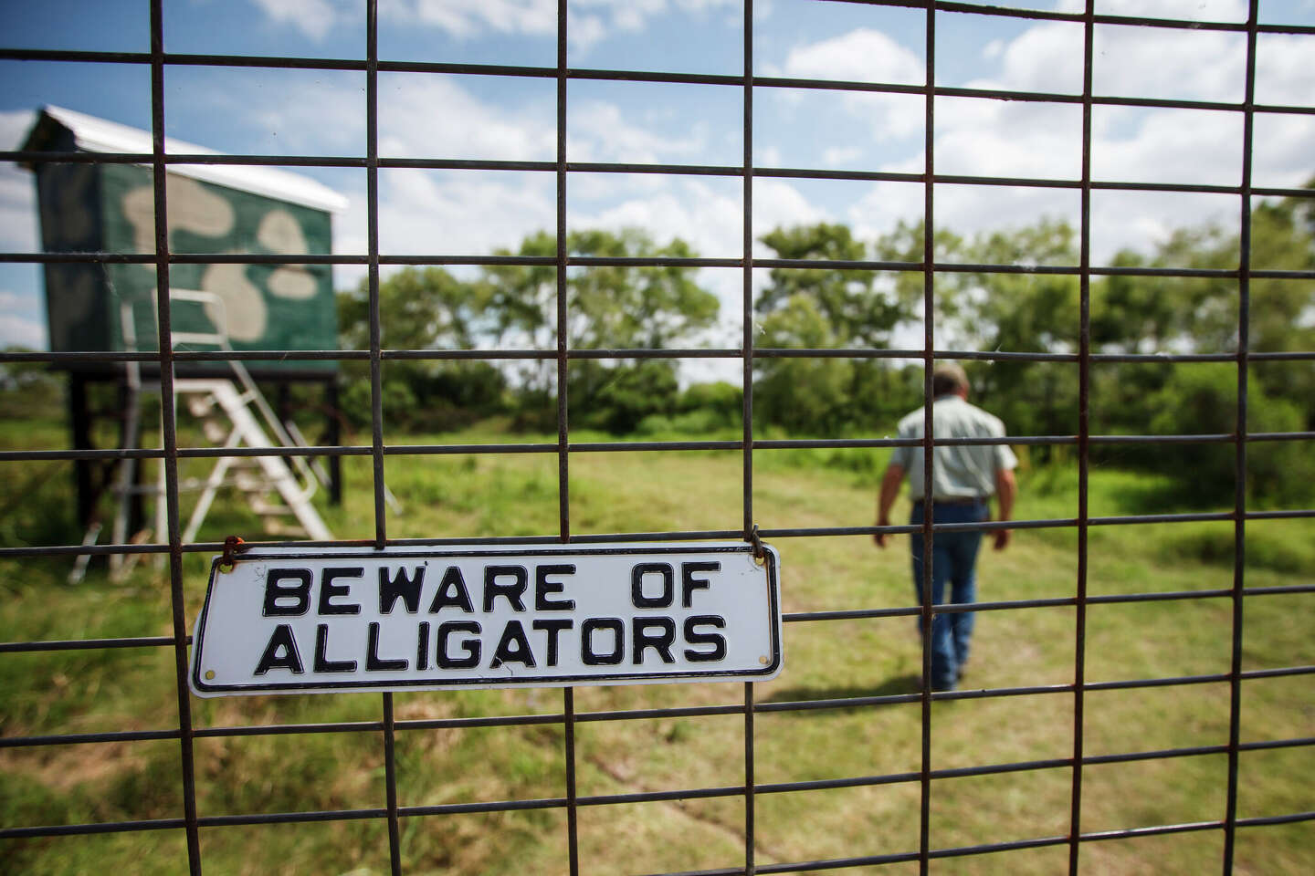 Eating alligator growing in popularity in Houston and Gulf Coast