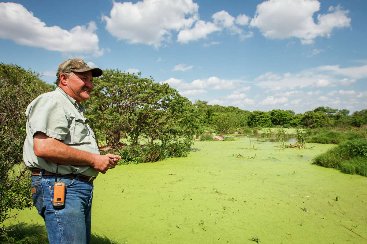 Eating alligator growing in popularity in Houston and Gulf Coast
