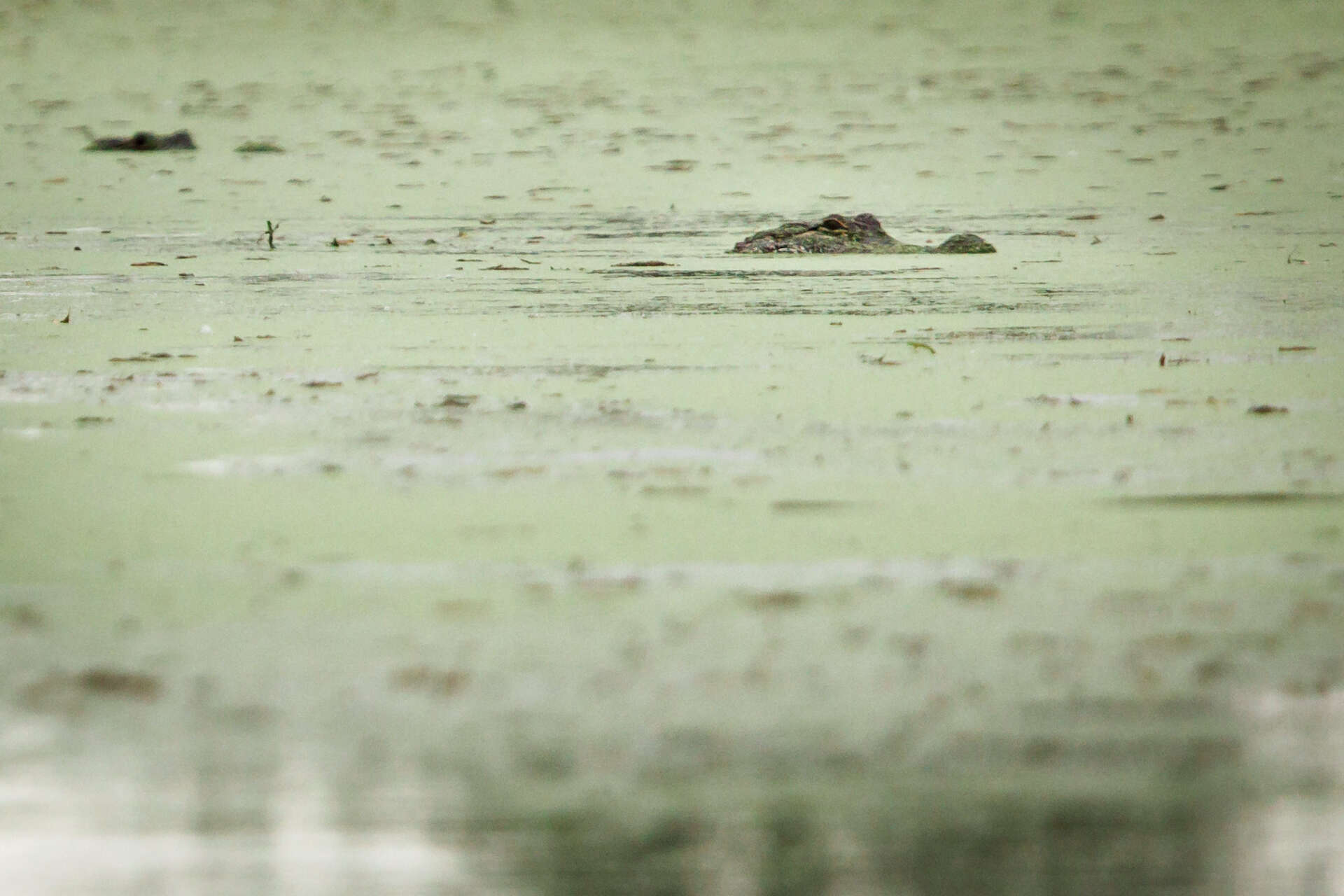 Eating alligator growing in popularity in Houston and Gulf Coast