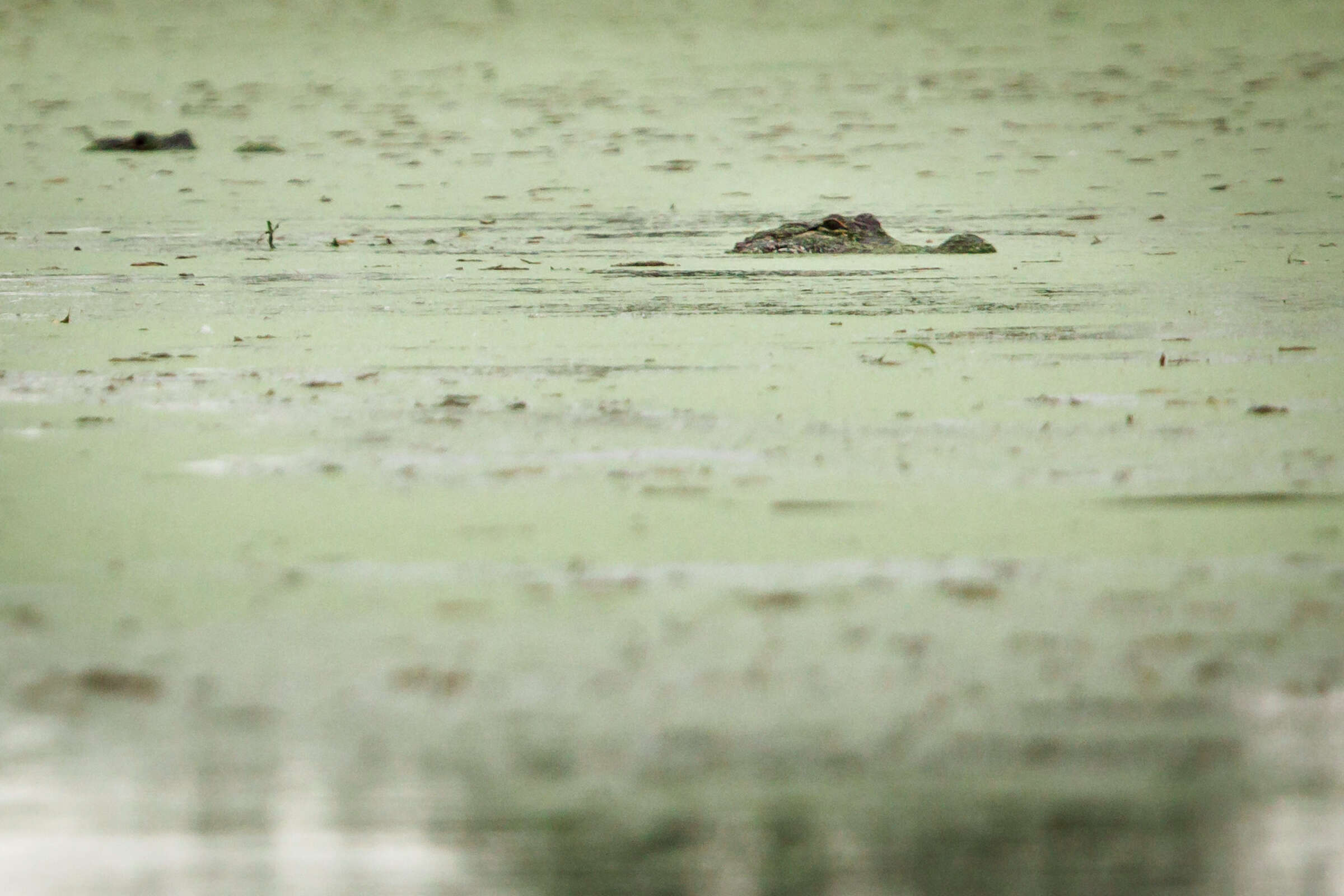 Eating alligator growing in popularity in Houston and Gulf Coast