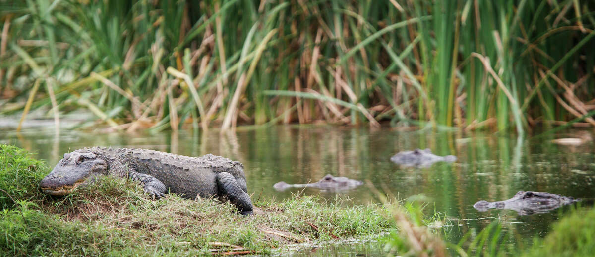 Eating alligator growing in popularity in Houston and Gulf Coast