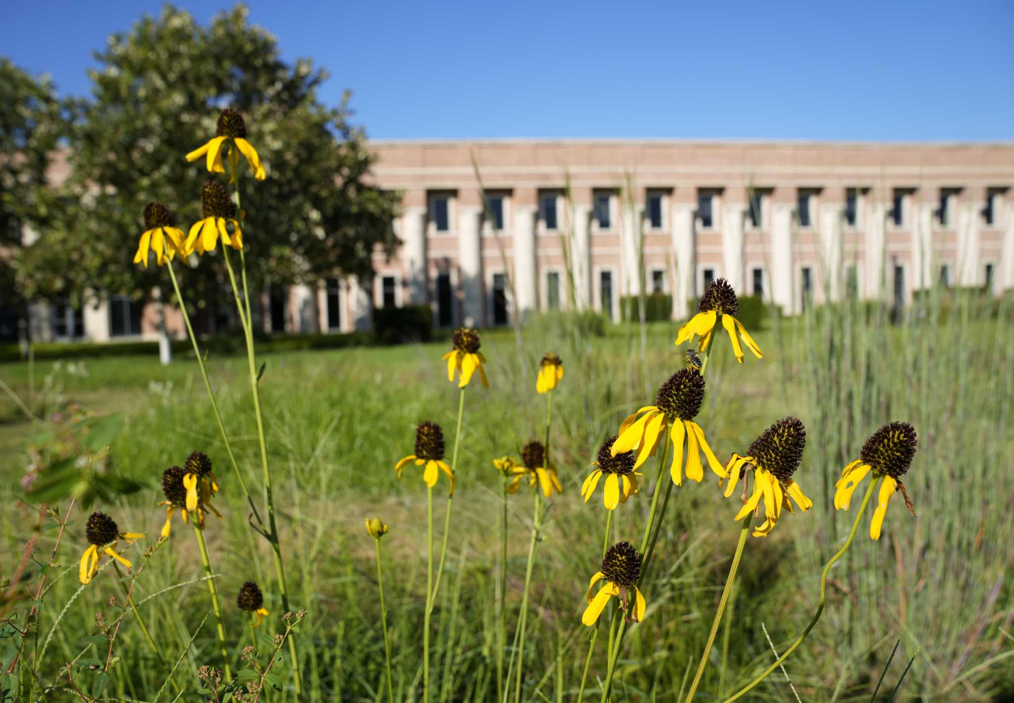 Rice project tells story of Gulf Coast native prairie, an endangered ...