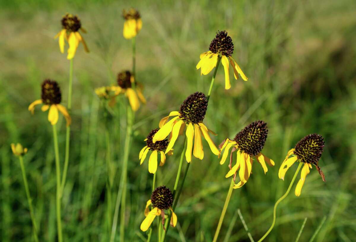 Rice project tells story of Gulf Coast native prairie, an endangered ...