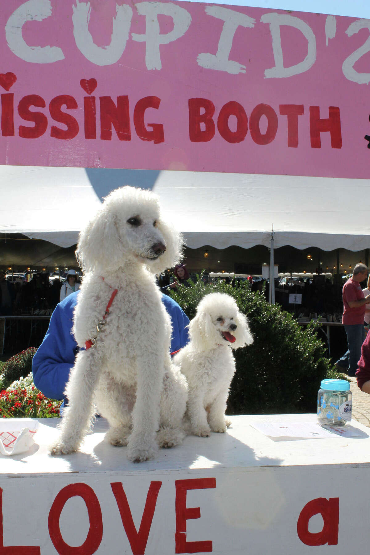 Animal Awareness Day on Branford Green in its 25th year
