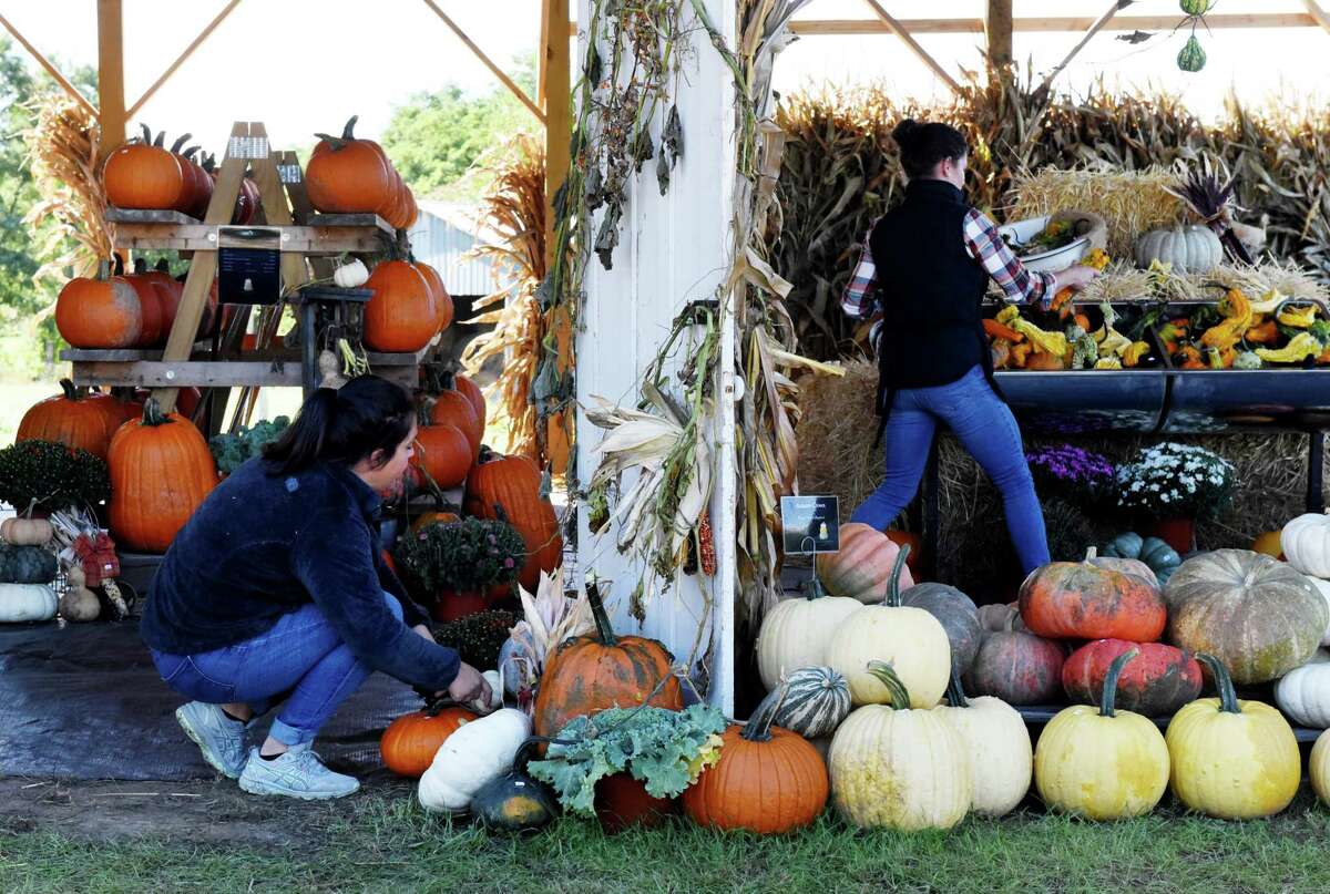 Hanehan family farm brings Martha Stewart aesthetic to pumpkins, gourds