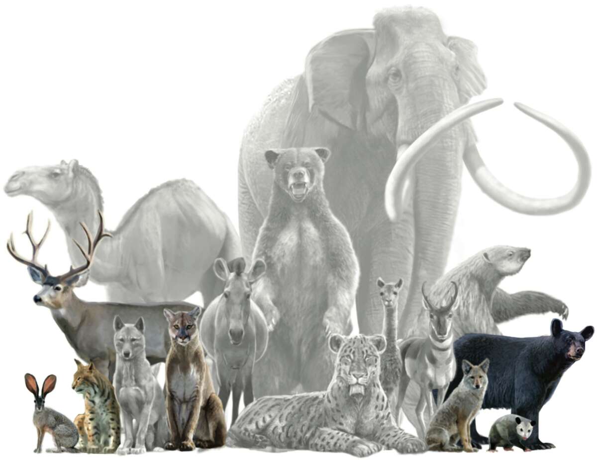 UAlbany professor: Humans have led to 'waves of animal extinctions'