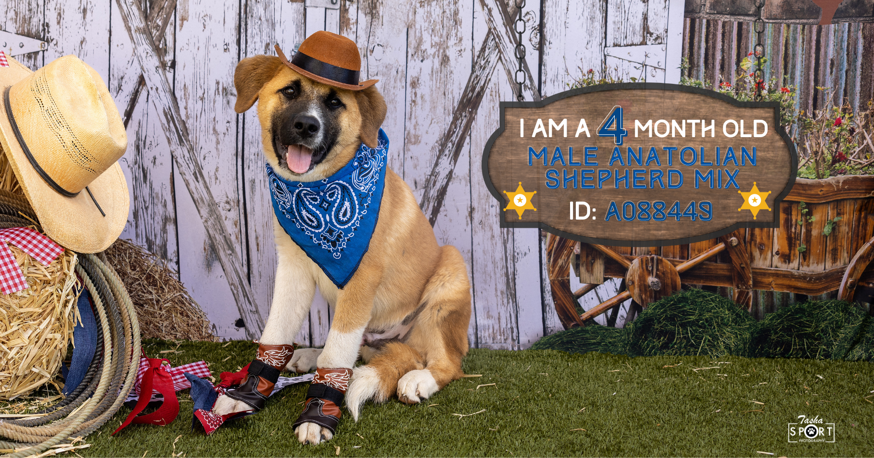 Want to adopt? Check out these adoptable animals at the Midland Animal ...